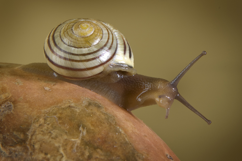Land Snails and Slugs of Pennsylvania and New York: Some Photos From ...