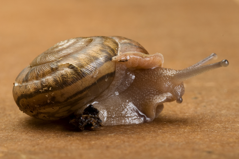 Land Snails and Slugs of Pennsylvania and New York: Neohelix dentifera ...