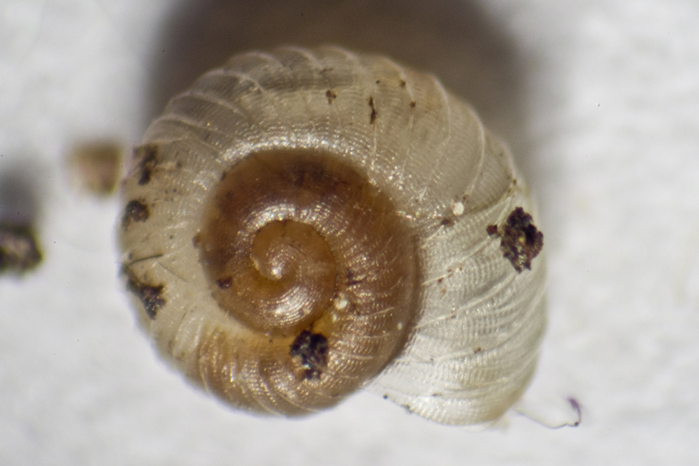 Land Snails and Slugs of Pennsylvania and New York: Unknown Valloniidae ...