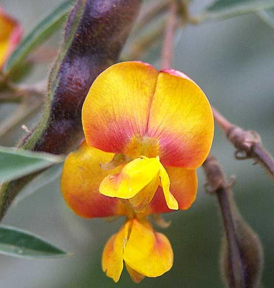 Agrisambasivam BTM: Cultivation of Red Gram or Tuar Crop