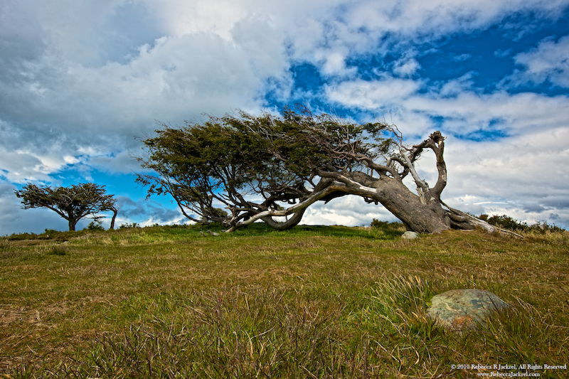 Adventures Through the Lens: Krummholz