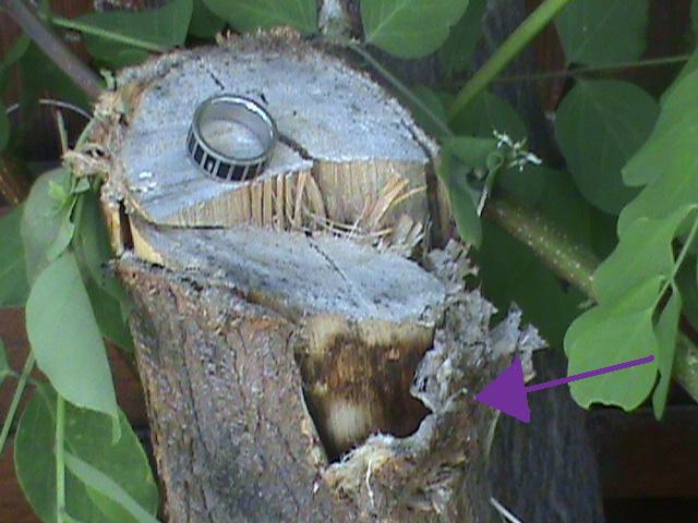 The Adventures of AP Bio: Cambium