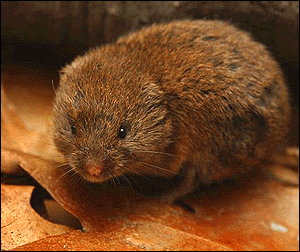 Animal info.: Woodland voles