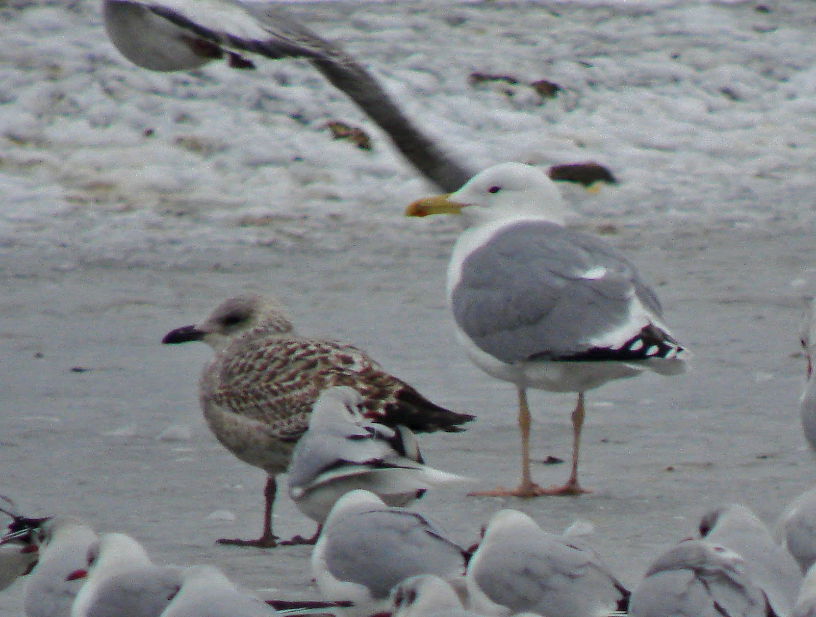 Non-Stop Birding: Adult Caspian Gull