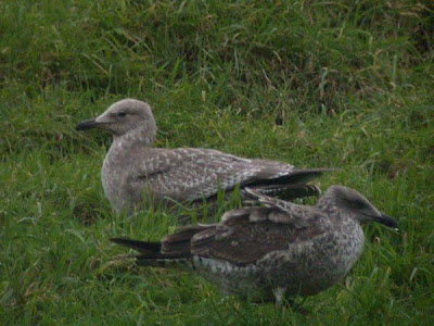 Non-Stop Birding: Azores Gulls