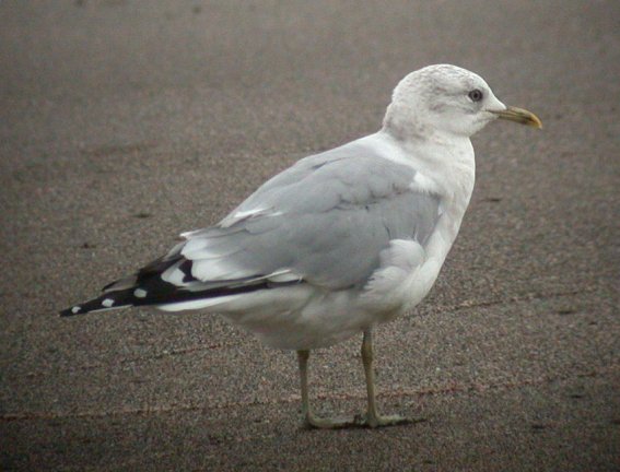 Non-Stop Birding: Azores Gulls
