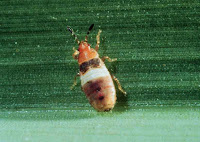 Chinch Bugs - Randman's World