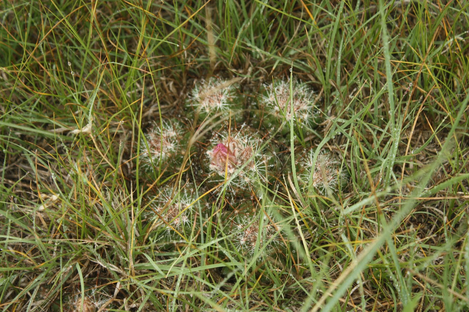 KatDoc's World: Prairie Plants