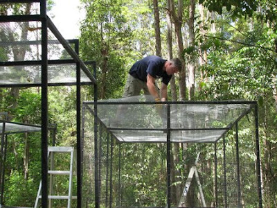 Parrot Behaviour & Enrichment Consultations: Designing & Building ...