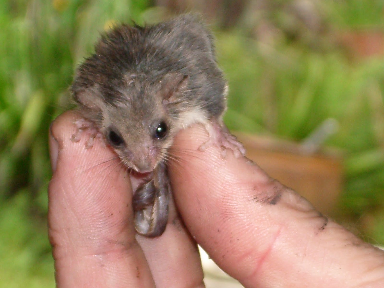 The laughing garden: Feather glider - the world's smallest possum