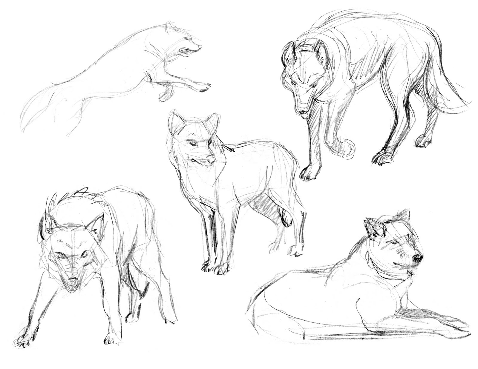 de Fato's Animation Blog: Wolf Sketches