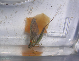 Mundo de Insectos