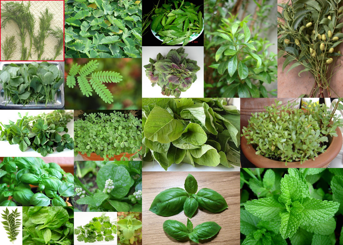 PADDU S TIP HOUSE HERBS AND LEAFY VEGETABLES PADDU S TIP HOUSE HERBS AND LEAFY VEGETABLES