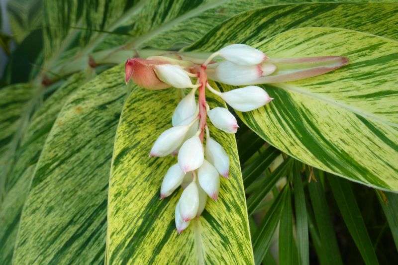 Hana Lima Hand Dyes: Shell Ginger