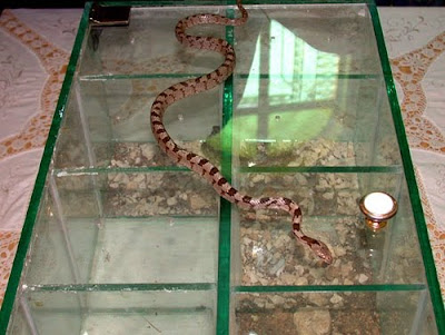 ORTHODOX CHRISTIANITY THEN AND NOW: The Holy Snakes of the Virgin Mary ...