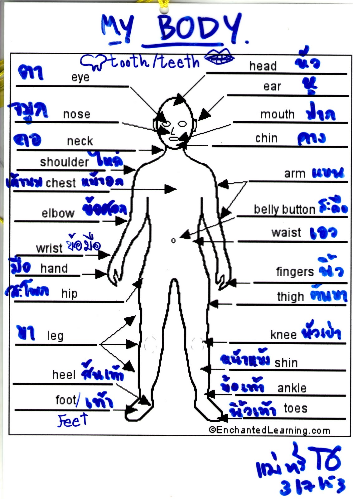 Trio: Dic 2 Parts of the body
