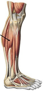 GUIA PRACTICA DE APRENDIZAJE DEL SISTEMA OSEO Y MUSCULAR: PERONEO ...