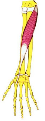 GUIA PRACTICA DE APRENDIZAJE DEL SISTEMA OSEO Y MUSCULAR: PALMAR MAYOR