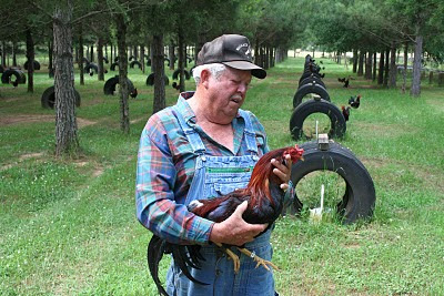Thrush Tails: Semi Wild Hogs- Alabama and Fighting Roosters