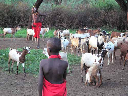 Notes From Kenya: MSU Hyena Research: Shoat disaster