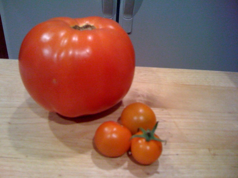 Ninja Fingers 2.0: Gigantic, Colossal, Massive Tomatoes!!!