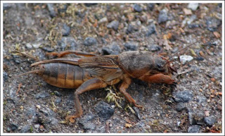 Wandering with a Camera: Mole cricket / Taupe-grillon (Gryllotalpa ...