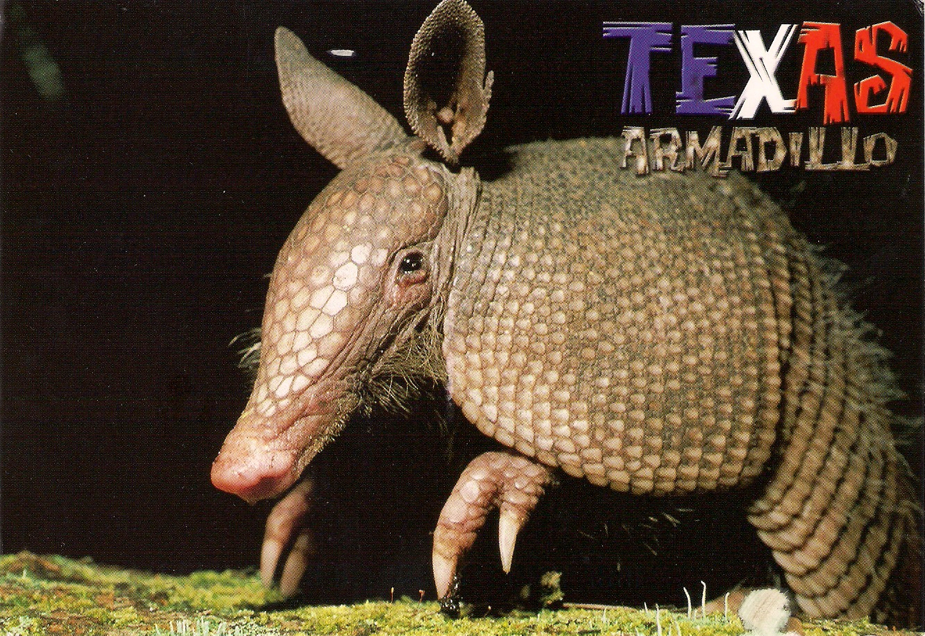 The Postal Picture: Armadillo