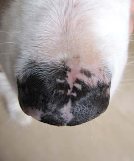 Australian Shepherd with Uveodermatological Syndrome: DEC 2009 / JAN ...