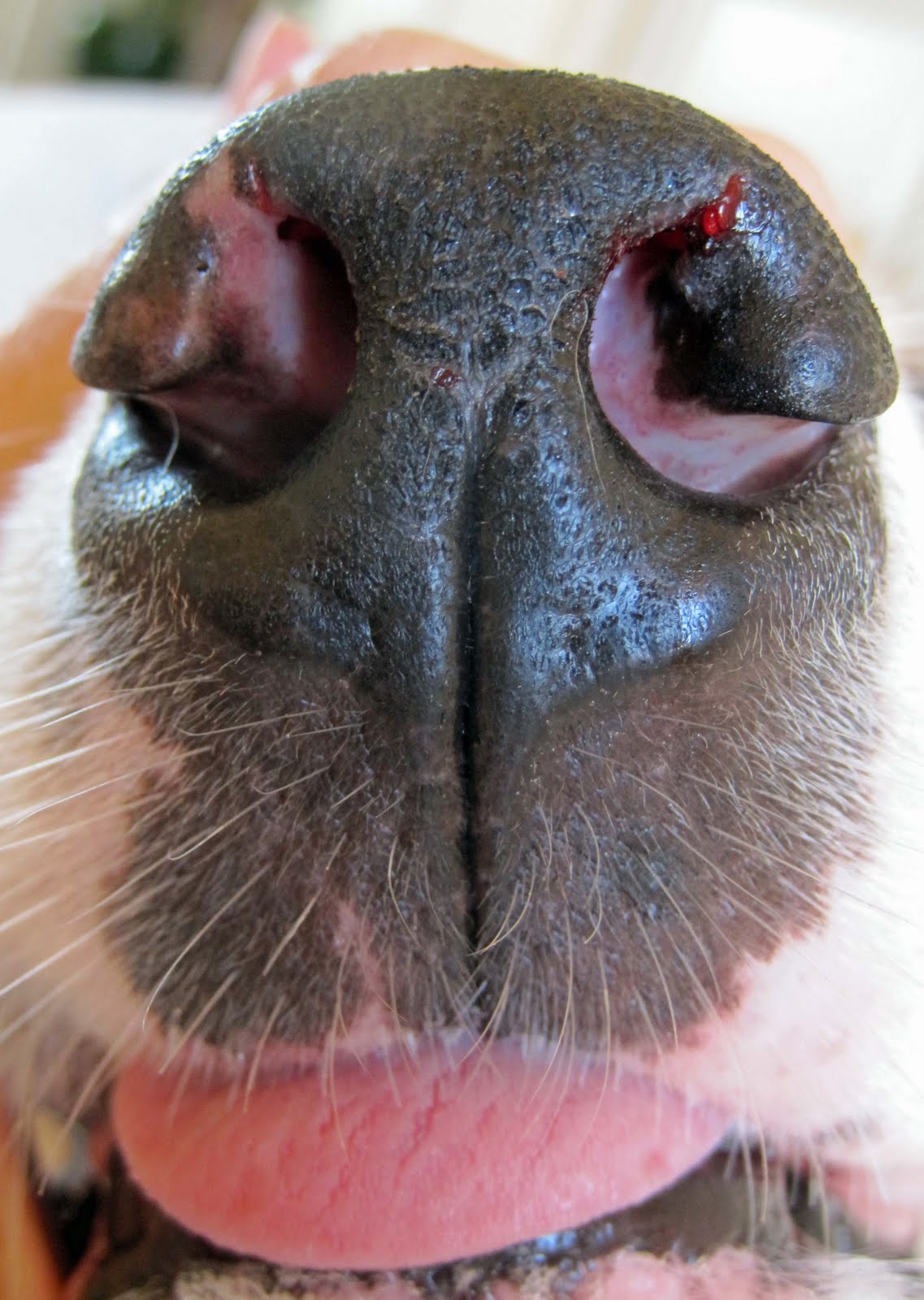 Australian Shepherd with Uveodermatological Syndrome: Nostrils summary ...
