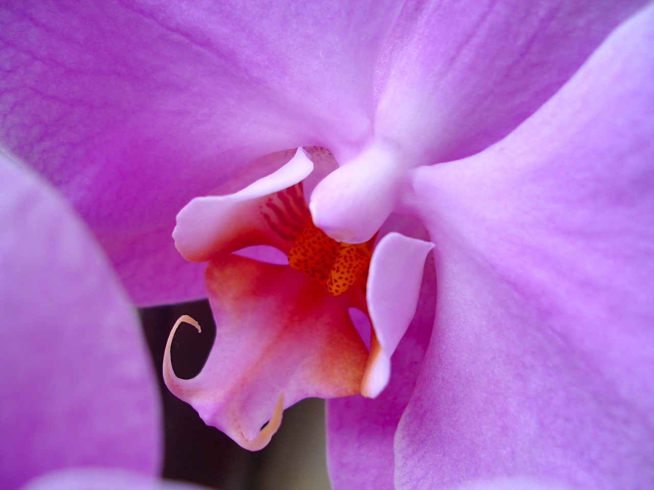 Bloomin' Orchids - Zaufishan