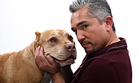 Lovely Pets: Cesar Milan Dog Trainer