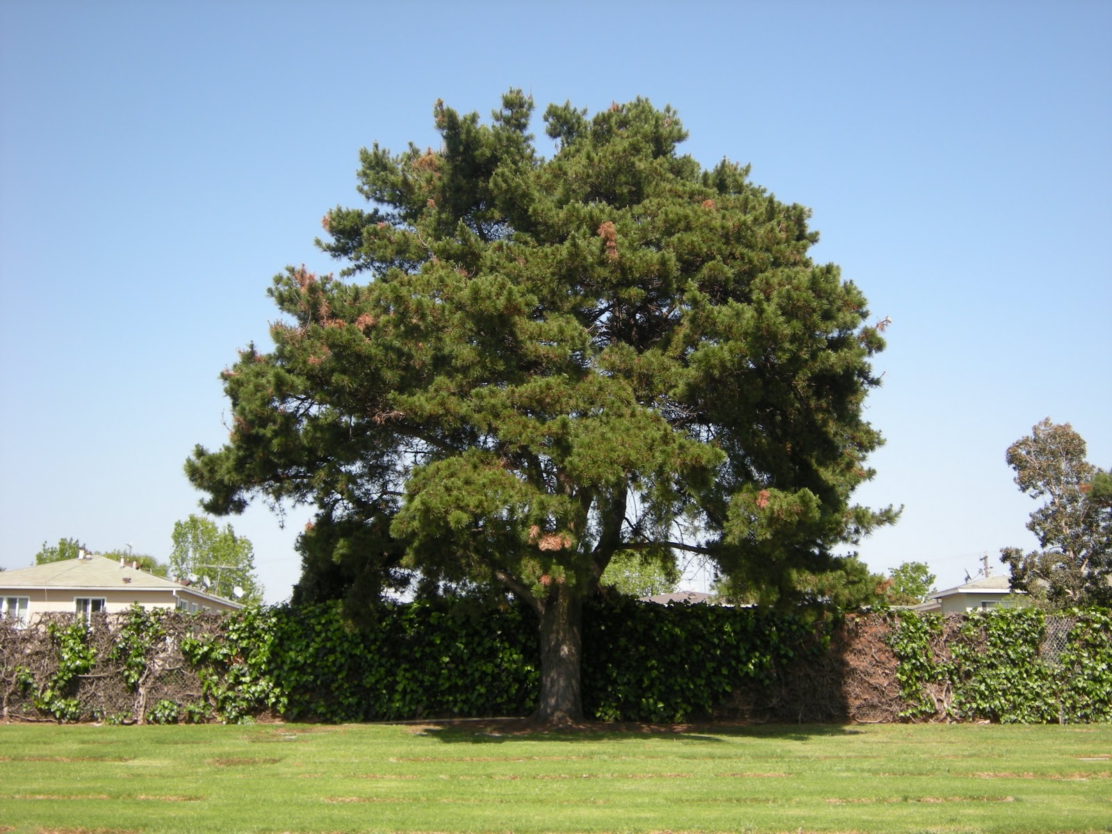 Los Angeles Morgue Files: Popeye Cartoonist Elzie C. Segar 1938 ...