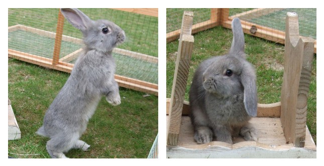 Anna Hull, Sock Bunny Maker to The World: Widget meets The Warren bunnies