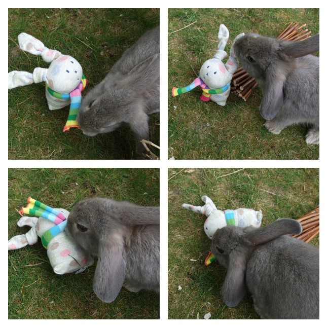 Anna Hull, Sock Bunny Maker to The World: Widget meets The Warren bunnies