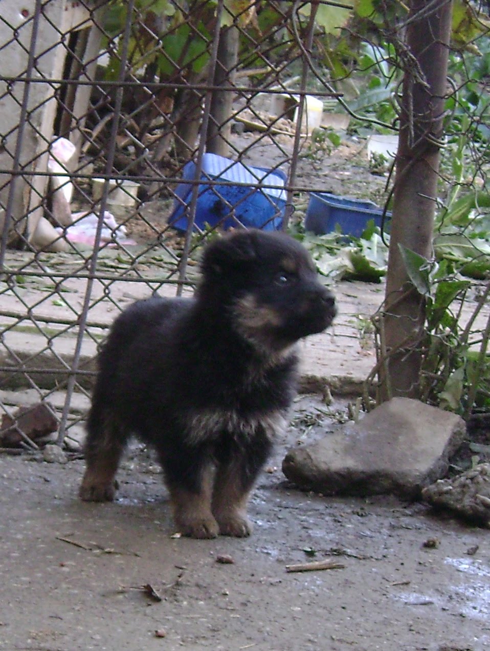 Adoptii caini si pisici Timisoara