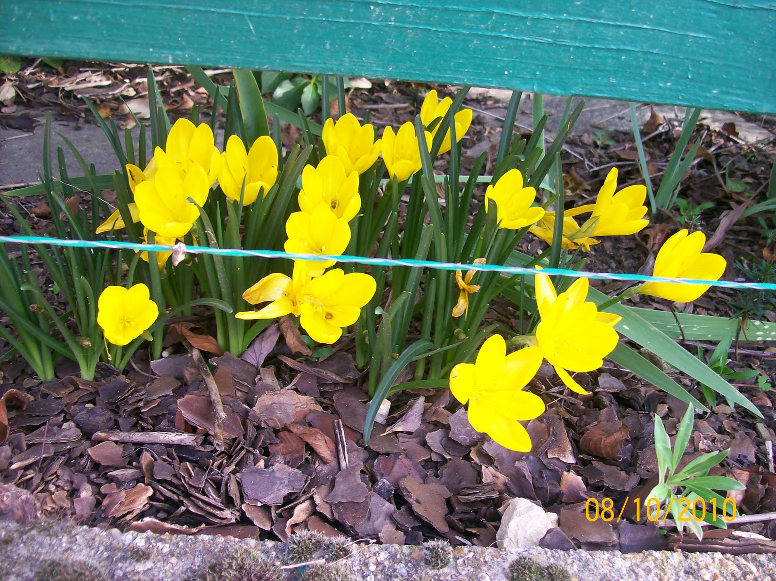 X - Le Jardin de Lili : Colchique jaune