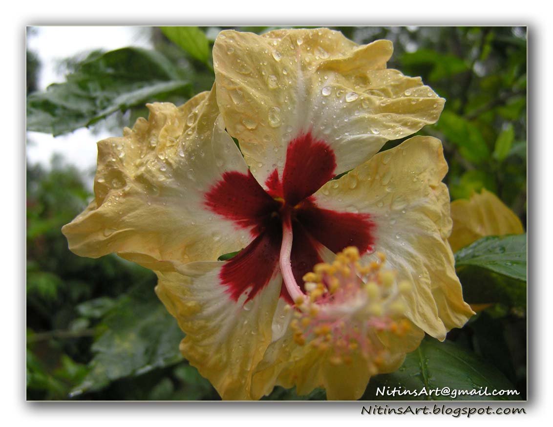 Nitin's Art: Flowers of Konkan