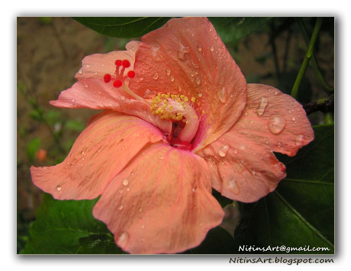 Nitin's Art: Flowers of Konkan
