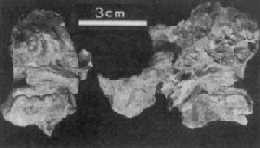Sinanthropus: A Chinese Ape in Our Ancestry?