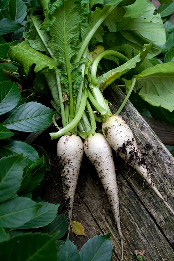 De Kleine Dingen: Ramenas salade