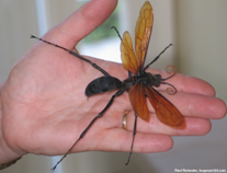 Follow The Light: Tarantula Hawk
