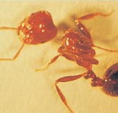 Follow The Light: Texas Fire Ants Are Loosing Their Heads