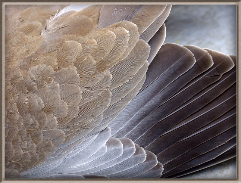 Follow The Light: Mercy Rides On The Wings Of Thanks Giving