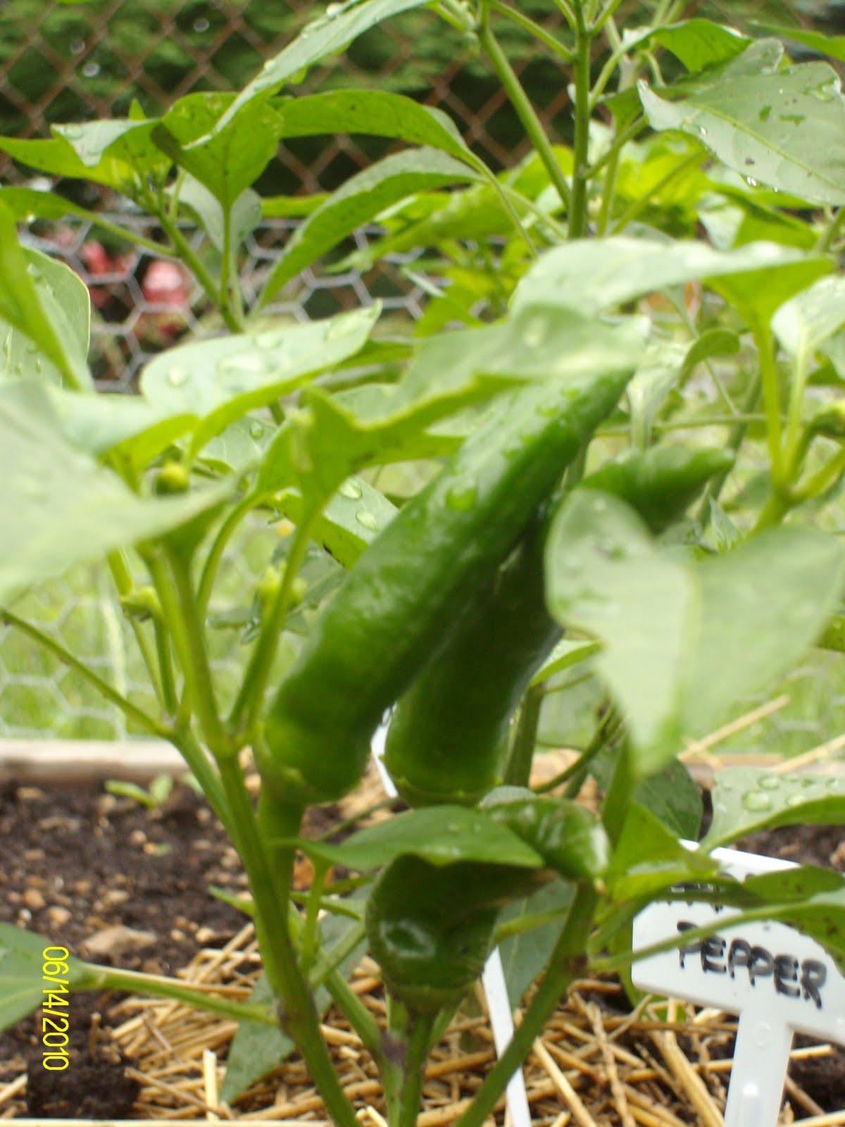 The Gardener of Eden: Tomatoes, Cauliflower, Peppers & Garlic