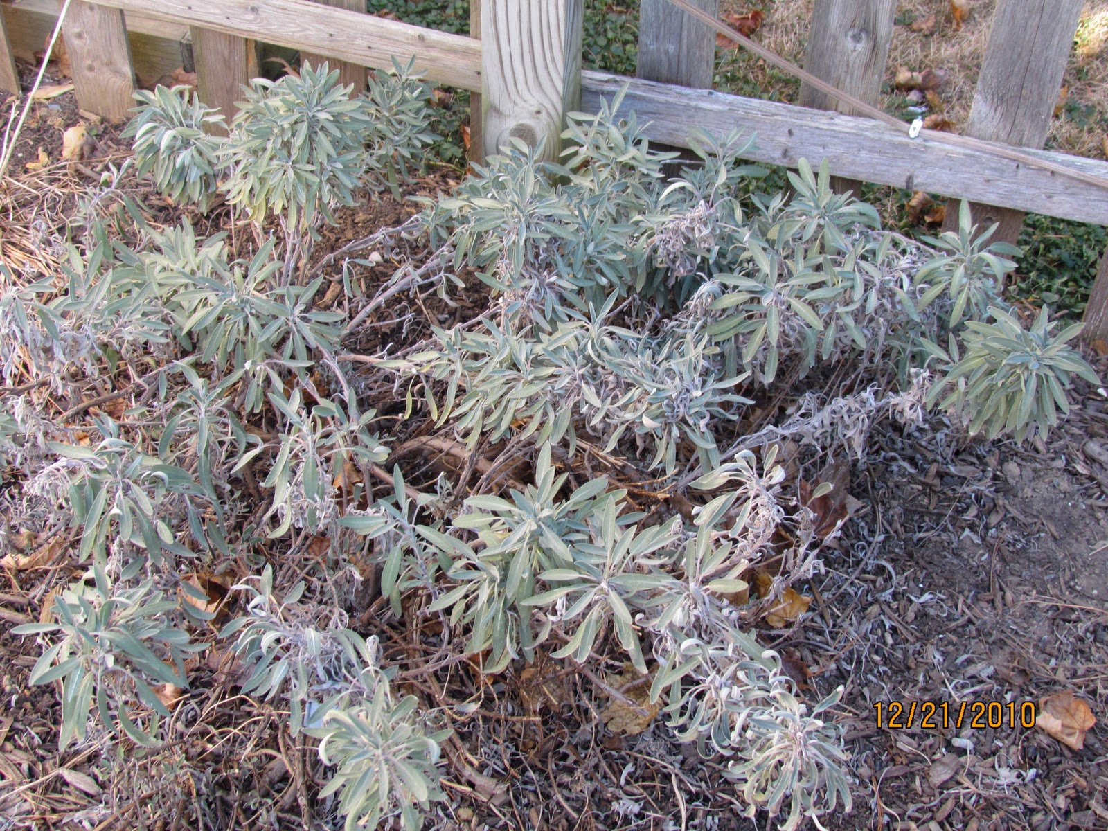 The Gardener of Eden: The Garden on the First Day of Winter