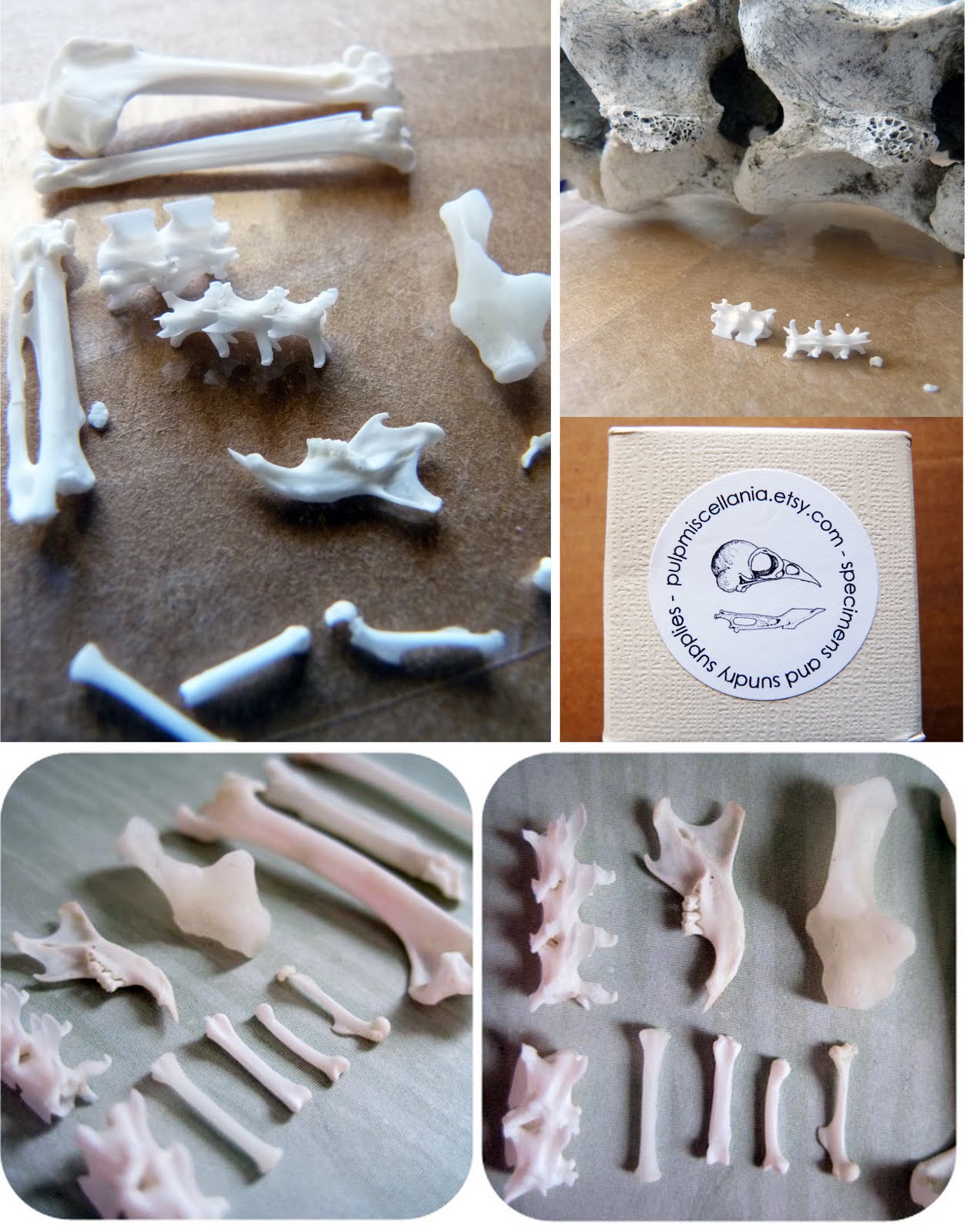 RobinCharlotte ~ Nature Fashion Art: Bone Specimens