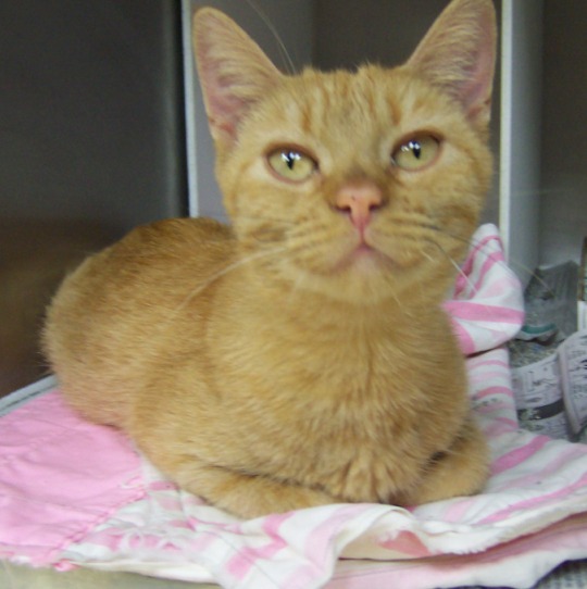 CMHS Animals Needing Foster Care: Netta- 1 yr old Orange Cat