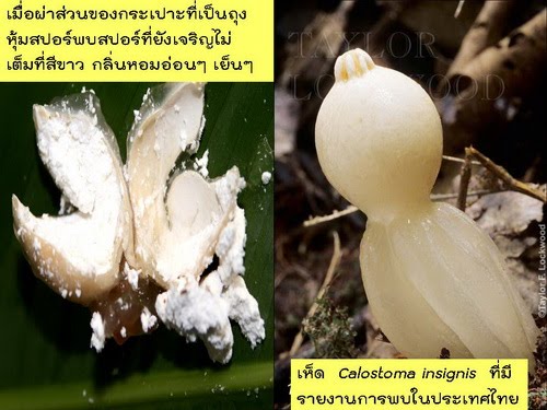 ศูนย์วิจัยพืชสวนศรีสะเกษ: เห็ดตาโล่ (Calostoma sp.)