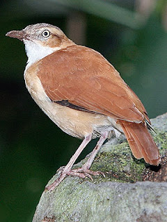 Sepultura de Jaime: LOS CHILALOS