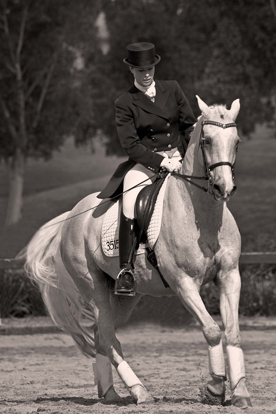 aminau: Equestrian Photography